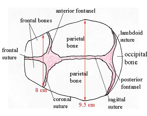Antenatal Care Module 6 Anatomy Of The Female Pelvis And Fetal Skull Antenatal Care Module 6 Anatomy Of The Female Pelvis And Fetal Skull