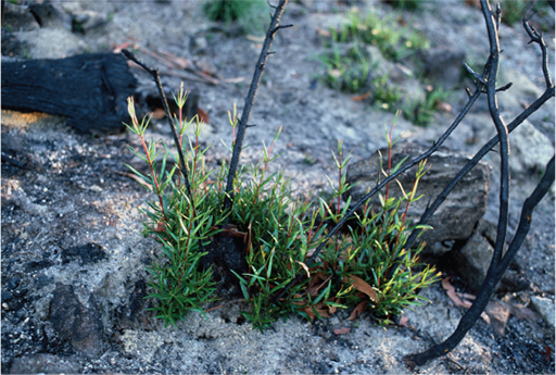A photo showing a cluster of green leafy shoots sprouting from the base ...