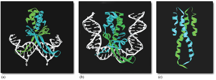 Nucleic acids and chromatin: Figure 26 (a) The HU protein dimer ...