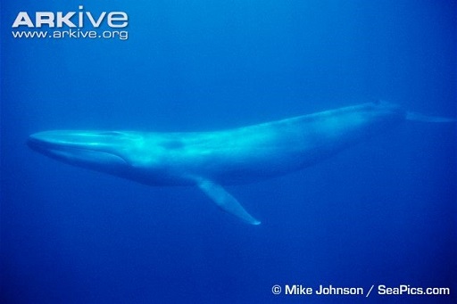 Aquatic mammals: 2.5 … and getting larger | OpenLearn - Open University