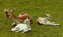 OU on the BBC: Background Brief - Cloning: The Story So Far - OpenLearn ...