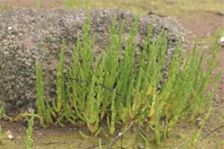 Estuary life - OpenLearn - Open University