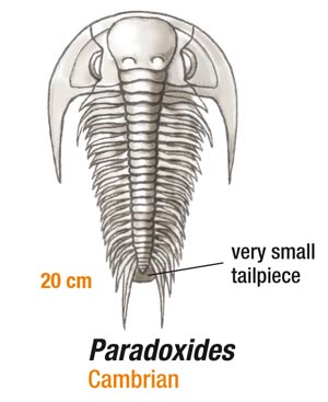 Tym the Trilobite: Why three is my favourite number - OpenLearn - Open ...