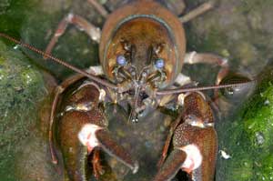 Wanted! Signal crayfish - OpenLearn - Open University
