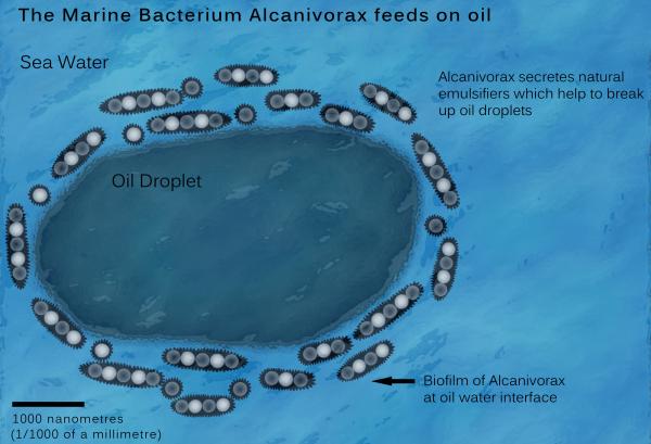 Can microbes clean up oil spills? - OpenLearn - Open University