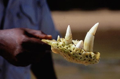 Amazonian challenges: Wildlife trade - OpenLearn - Open University