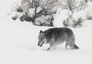 Human impacts on the lives of animals - OpenLearn - Open University