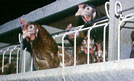 Human use of animals - OpenLearn - Open University