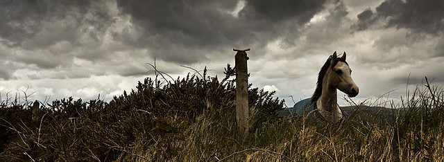 Irish Women’s Poetry: Eavan Boland | OpenLearn - Open University