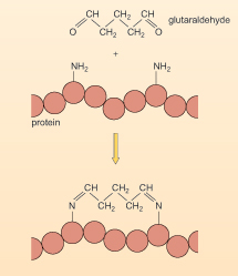 Introduction to histology: 2.1 Fixation - OpenLearn - Open University