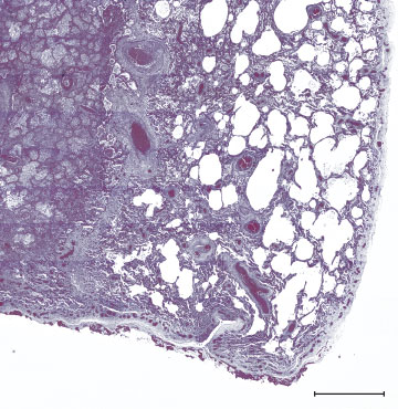 Introduction to histopathology: View as single page
