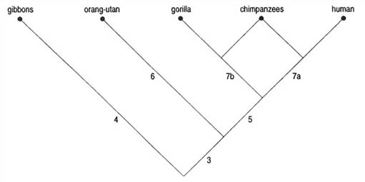 An introduction to biological systematics: View as single page