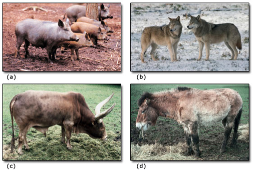 Evolution: artificial selection and domestication: View as single page