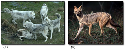 Evolution: artificial selection and domestication: View as single page