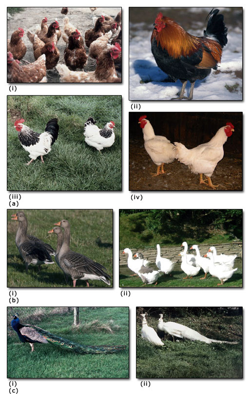 Evolution: artificial selection and domestication: View as single page