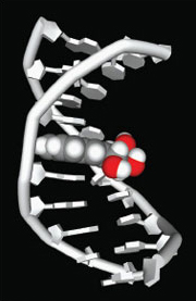 Nucleic acids and chromatin: ‘Bulky’ agents - OpenLearn - Open University