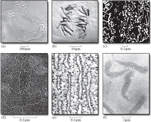 Nucleic acids and chromatin: 1.1 Early observations - OpenLearn - Open ...