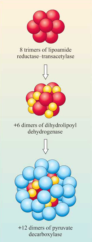 Proteins: 6.5 Multienzyme complexes - OpenLearn - Open University