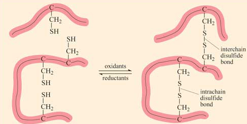 Proteins: View as single page
