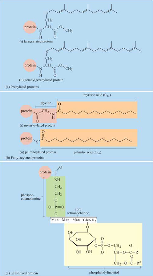 Proteins: View as single page