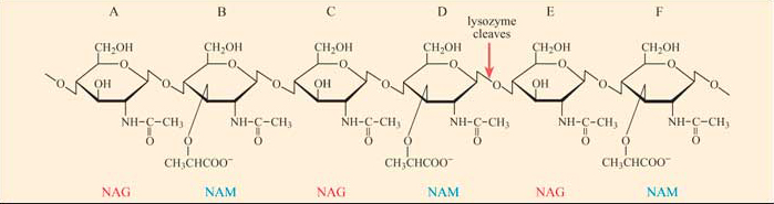 Proteins: Figure 40 Part of the polysaccharide component of bacterial ...