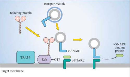Intracellular transport: View as single page
