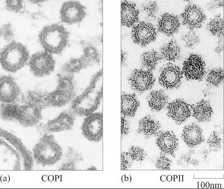 Intracellular transport: View as single page