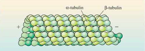 Intracellular transport: View as single page