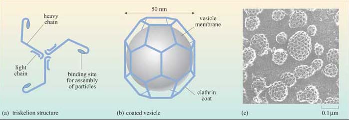 Intracellular transport - OpenLearn - Open University