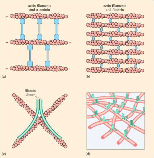 Intracellular transport: View as single page