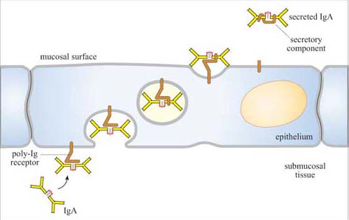Intracellular transport: View as single page