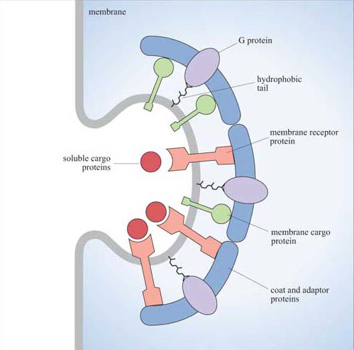 Intracellular transport: View as single page
