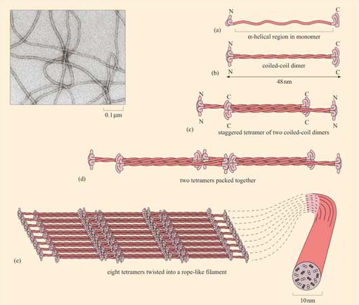 Intracellular transport: View as single page