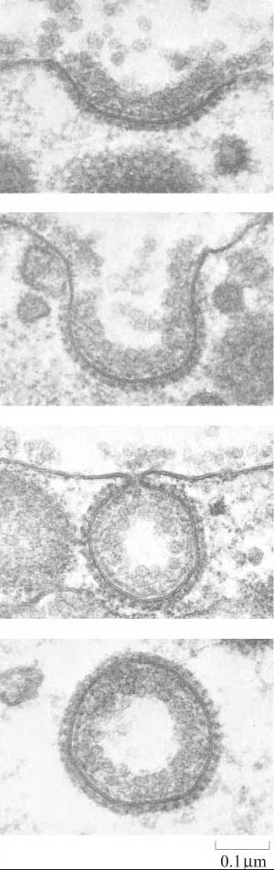 Intracellular transport: View as single page