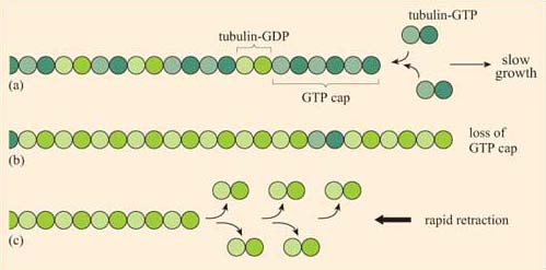 Intracellular transport: View as single page