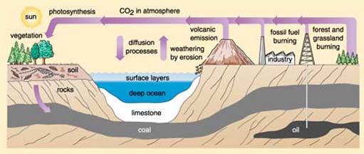 Understanding the environment: Flows and feedback: Understanding the ...