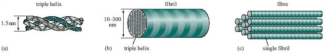 Structural materials in cells: Figure 13 A triple helix forms the basic ...