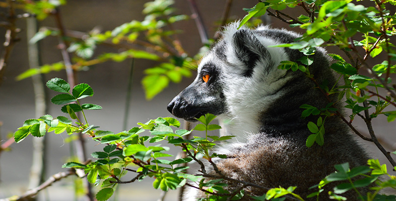 Studying mammals: Life in the trees | OpenLearn - Open University