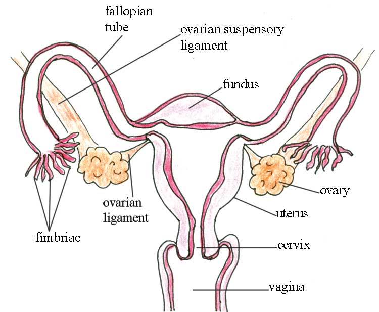 OLCreate HEAT ANC ET 1 0 Antenatal Care Module 3 Anatomy And OLCreate HEAT ANC ET 1 0 Antenatal Care Module 3 Anatomy And